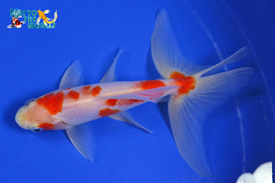 Koi To The World: Watonai Goldfish
