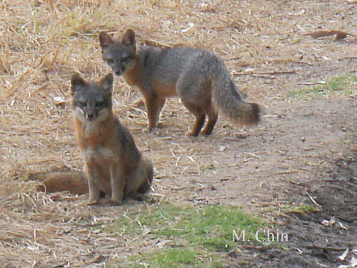 Friends of the Island Fox: Fox Foto Friday - Island Fox Pairs