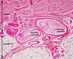 pacinian corpuscle ~ Materialnotes.com- Staff Nurses in India, Nurses ...