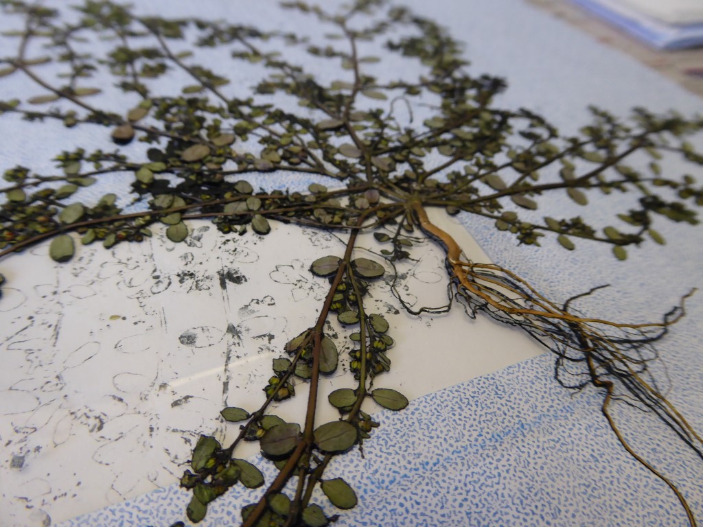 Sandra Pearce: Finding the beauty in the odiousness of weeds