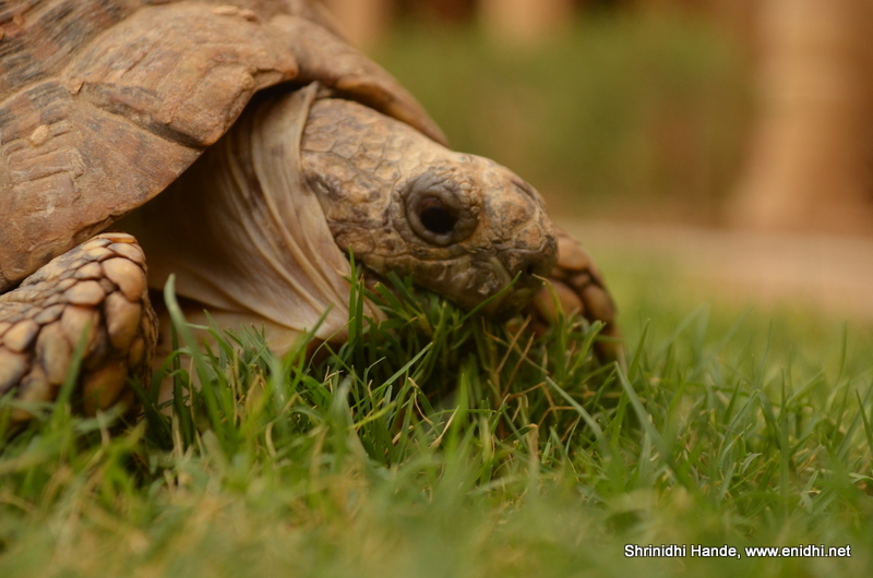 Thakur the pet Tortoise at Suryagarh, Jaisalmer - eNidhi India Travel Blog