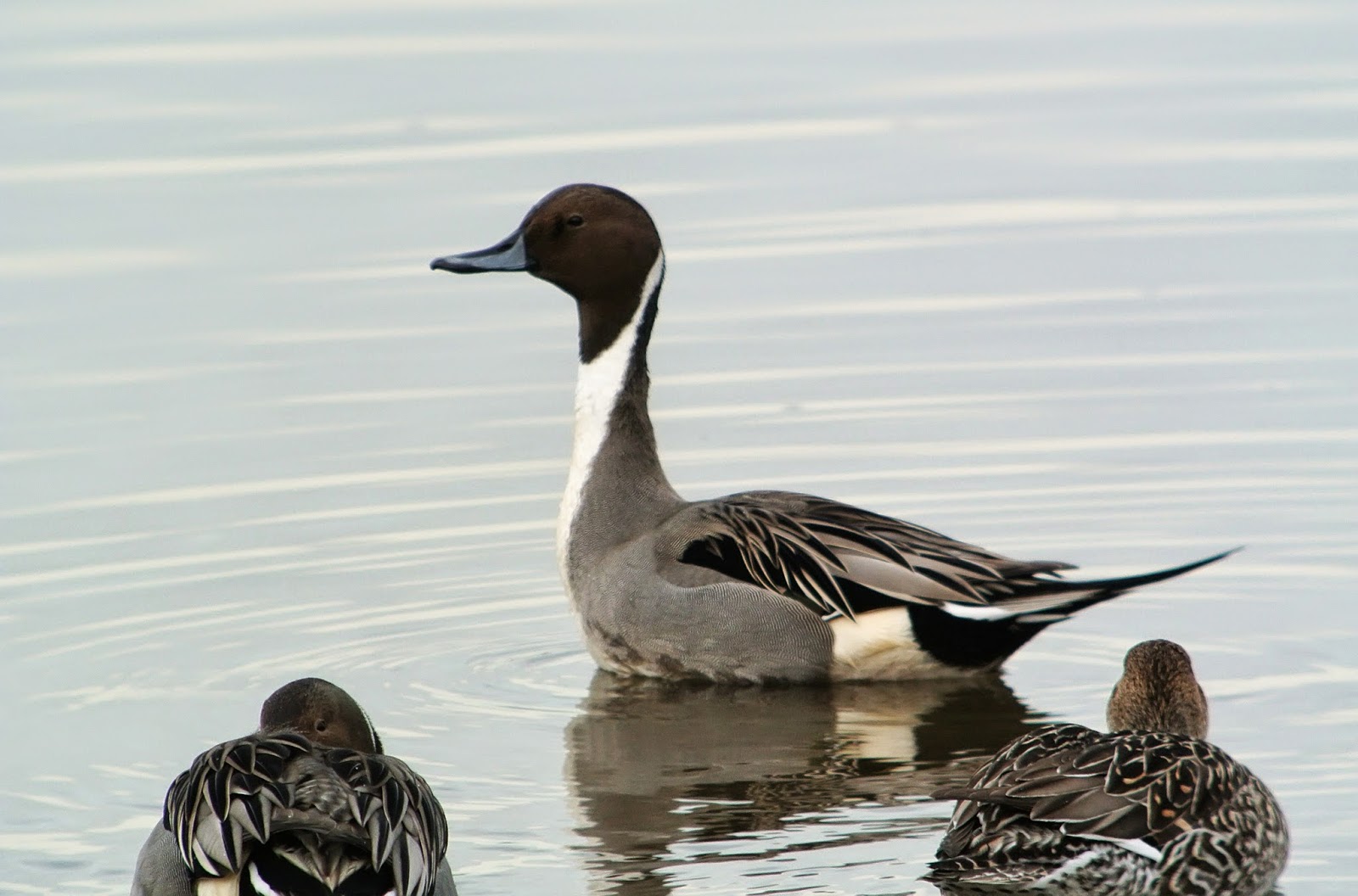 Aves y Fotografía de Naturaleza: Ánade Rabudo, Anas acuta, Pintail