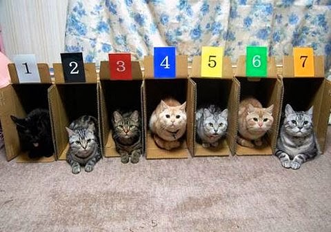 7 gatos