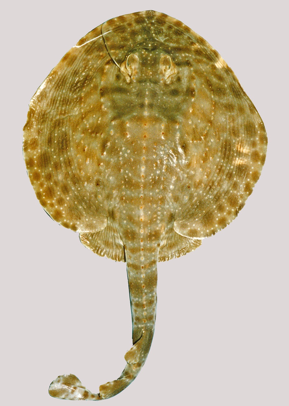 Species New to Science: [Ichthyology • 2016] Zanobatus maculatus • A ...