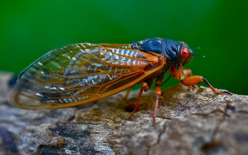 Apa Makanan Tonggeret? - Indovertikal