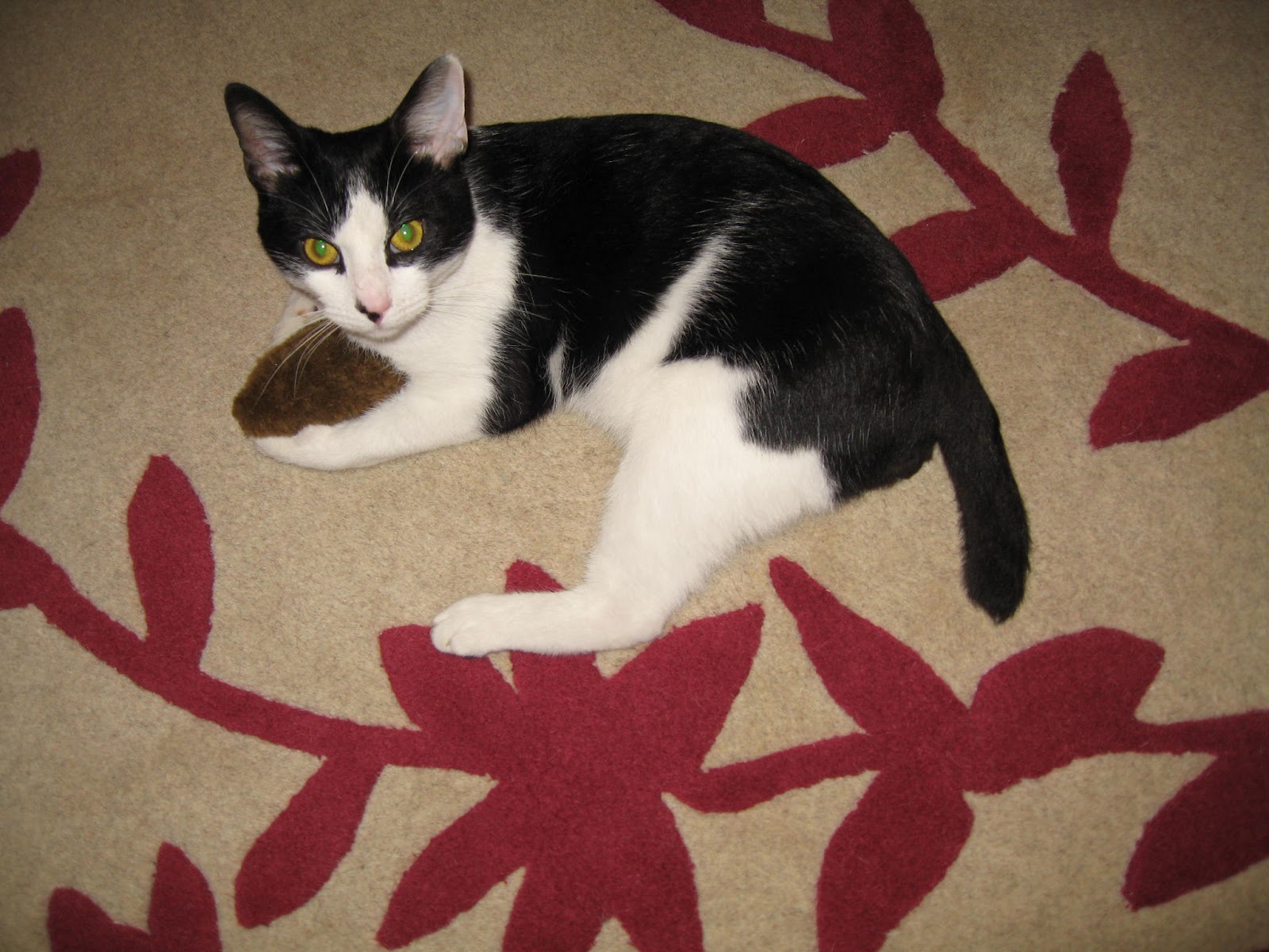 Discombobulated Del: The demon cat