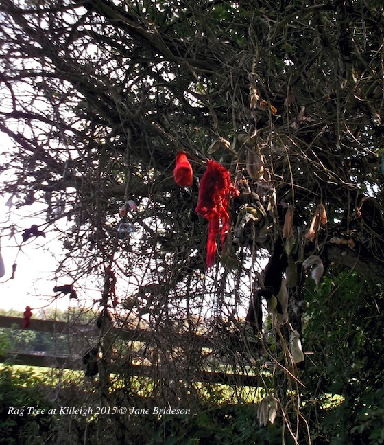The Ever-Living Ones: Rag Trees