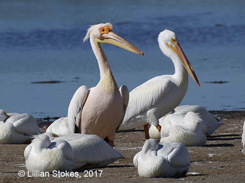 STOKES BIRDING BLOG: Mega Rare Great White Pelican More Photos