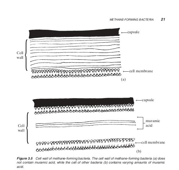 Energy Blog: Methane forming Bacteria