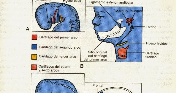 EMBRIOLOGIA ORAL: SEGUNDO ARCO BRANQUIAL