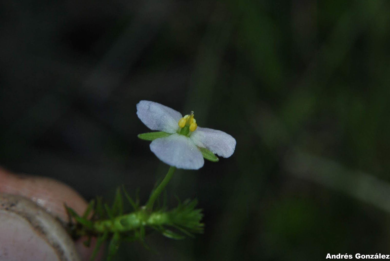 FOTOS DE FLORA NATIVA Y ADVENTICIAS DE URUGUAY : Mayaca sellowiana ...