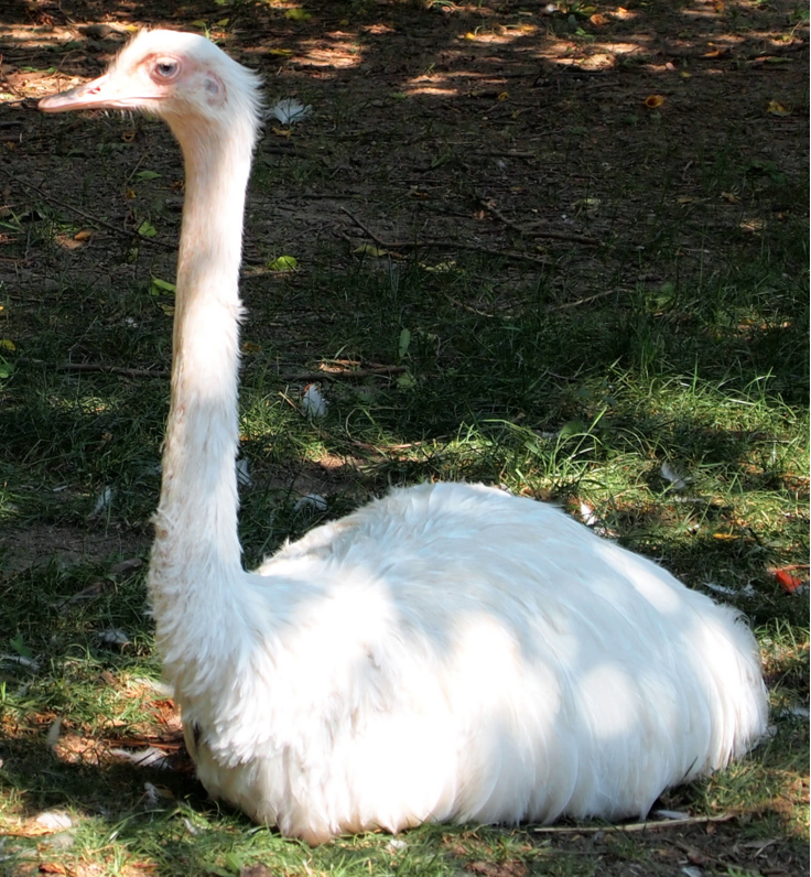 Friends of Timbavati Wildlife Park: New In 2016 The Rare White Emu