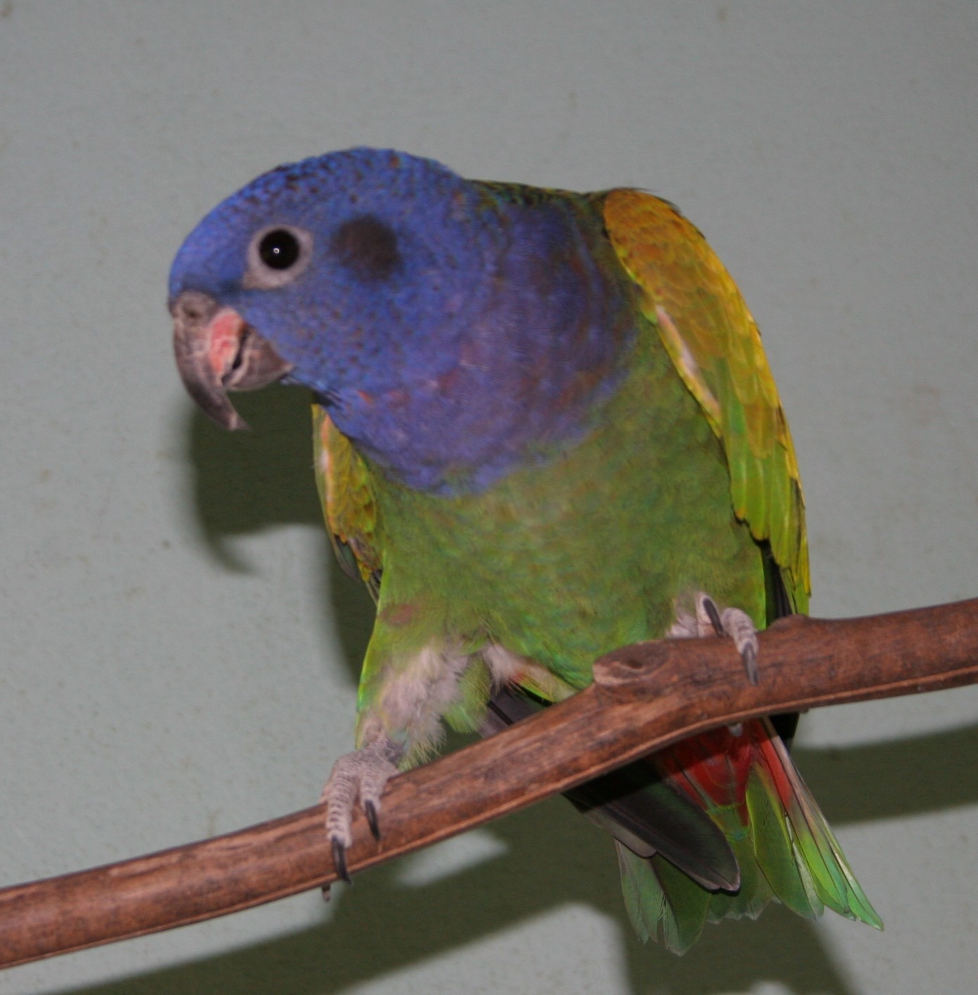 CRIADOURO MANDARIM: Maritaca-de-cabeça-azul (Pionus menstruus)