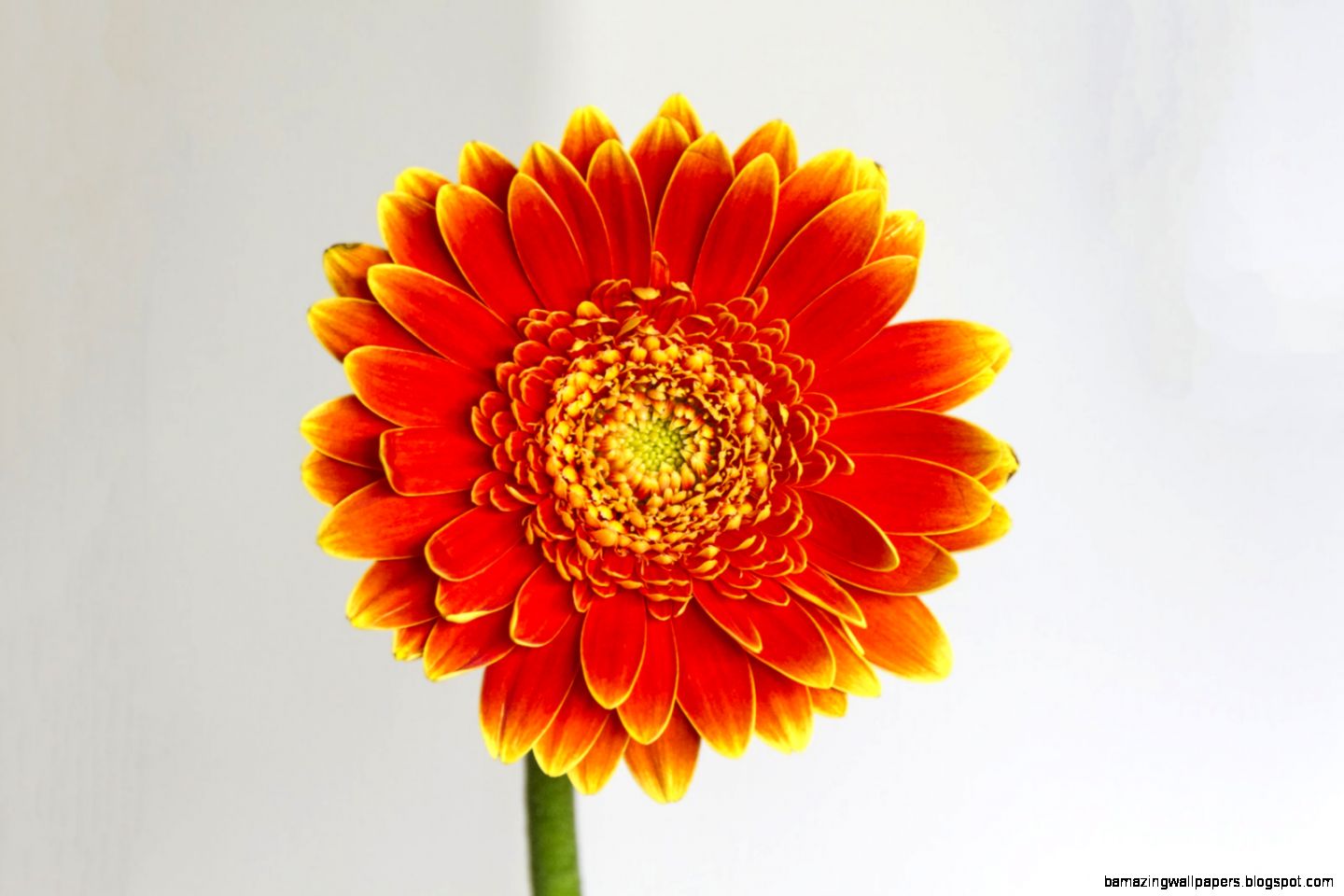 Single Flowers Images | Amazing Wallpapers