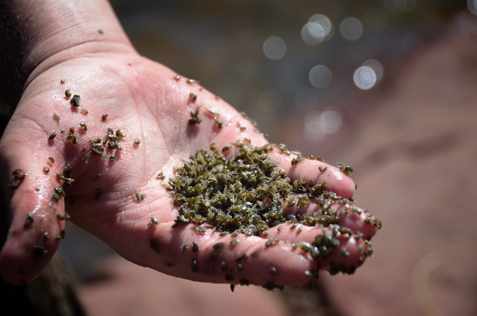 Fly Fishing Scud Pattern at Sherry Powers blog