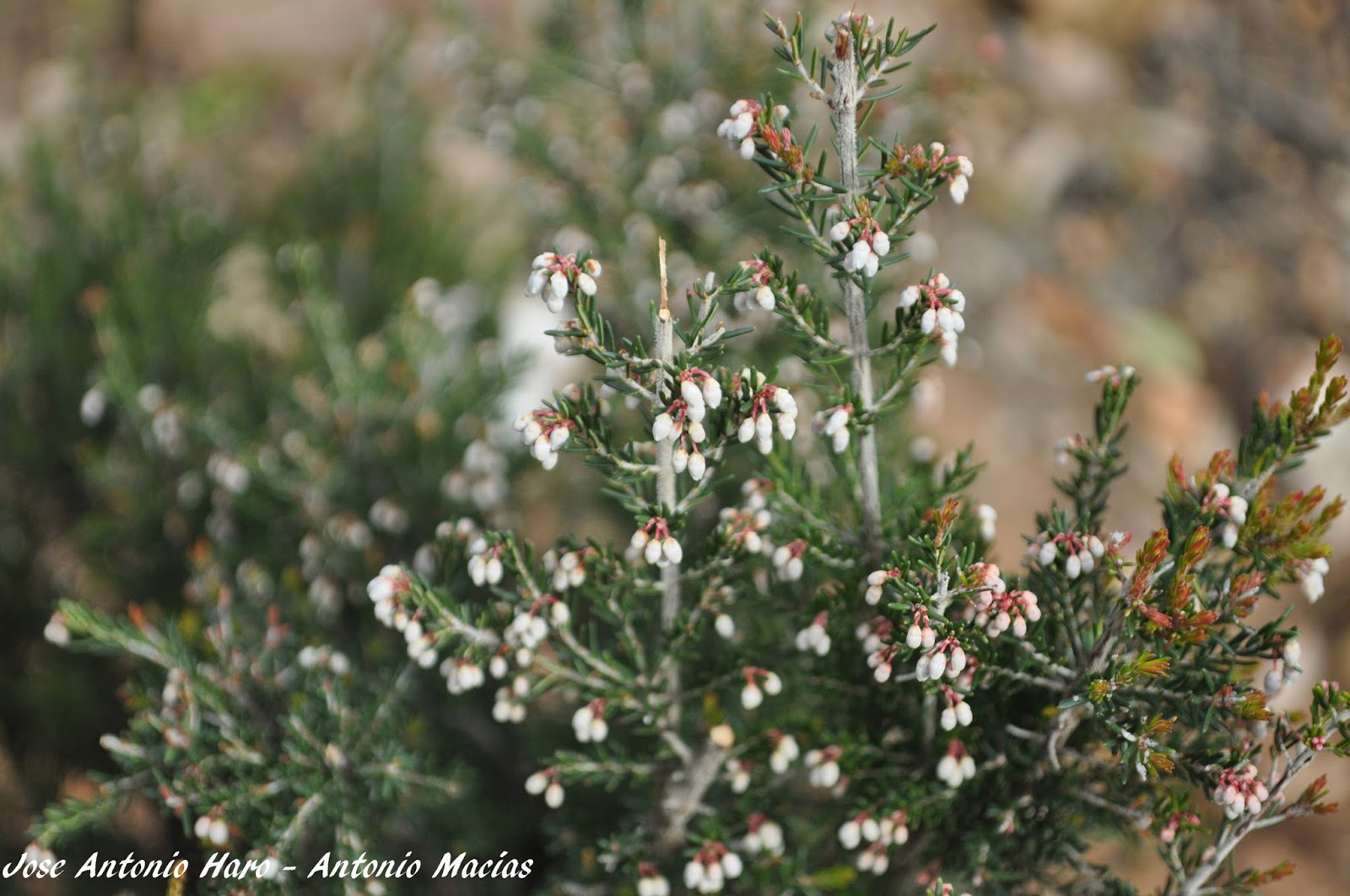 RioYeguas: Brezo Blanco
