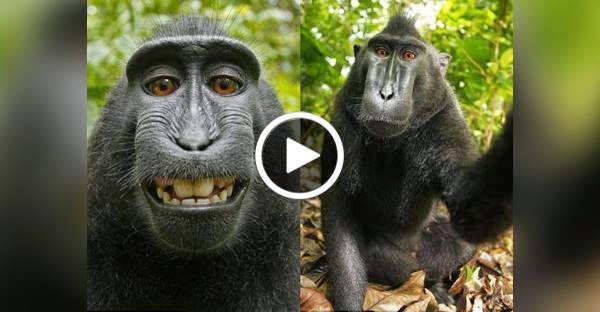 Monkey Selfie image, Wikimedia versus photographer David Slater - LOOK