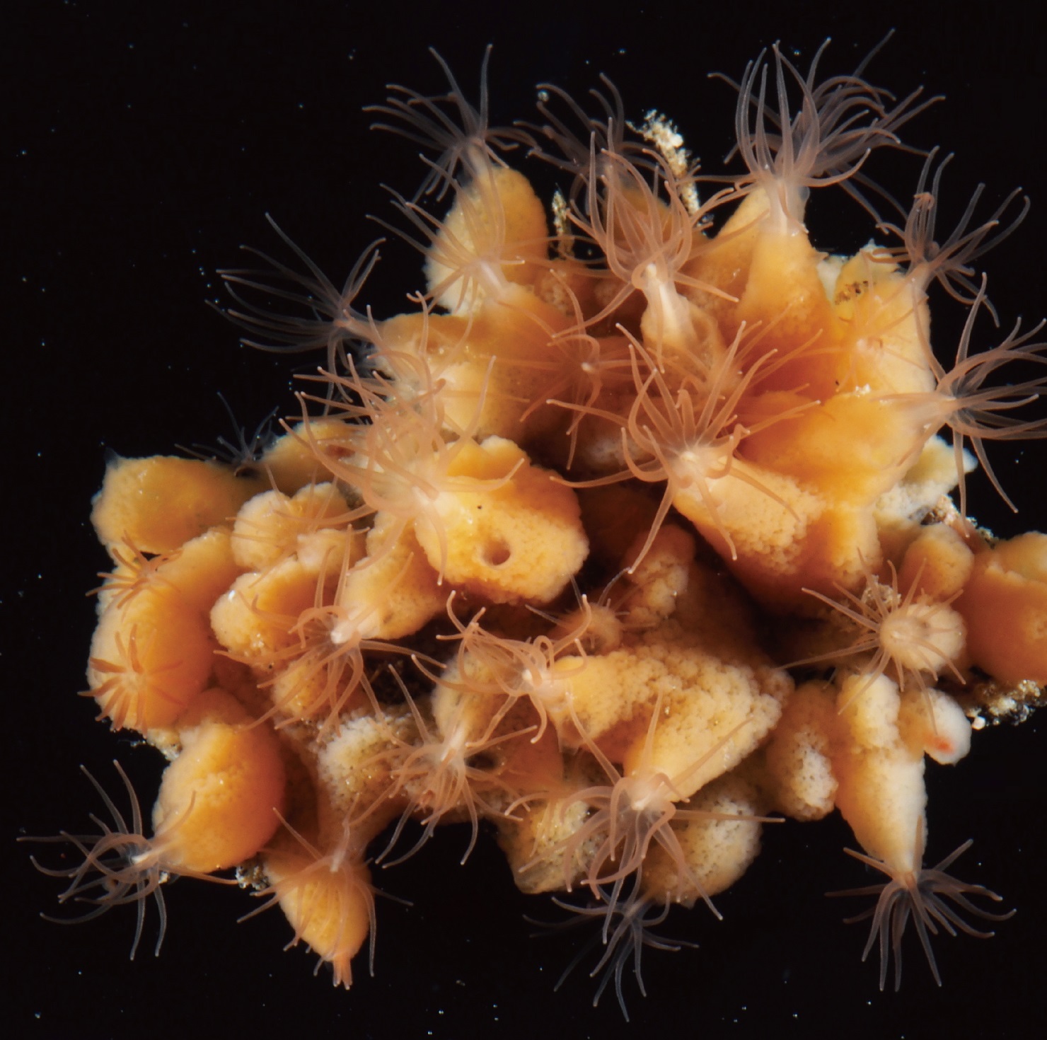 Species New to Science: [Cnidaria • 2018] Tempuractis rinkai • First ...