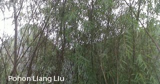 Jual Pohon Liang Liu | Tanaman Menjuntai | Pohon Pelindung ~ TUKANG TAMAN