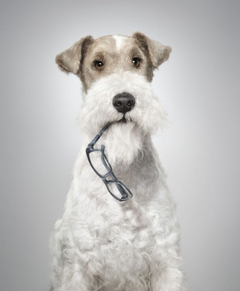 El Hurgador [Arte en la Red]: Tim Flach (I, 'Dogs Gods') [Fotografía]