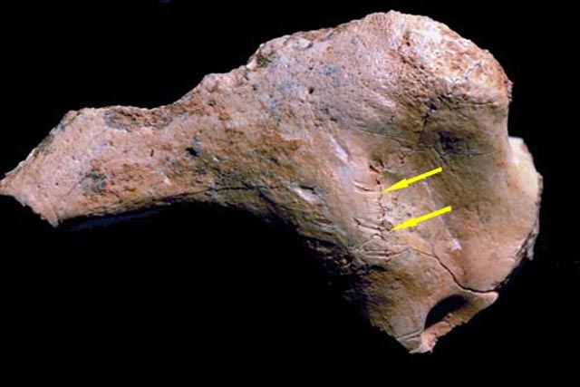 Dirk Drubbel: De weg naar Homo sapiens (deel 5 : de Homo antecessor)