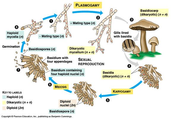 Pengertian Fungi | Science Blog