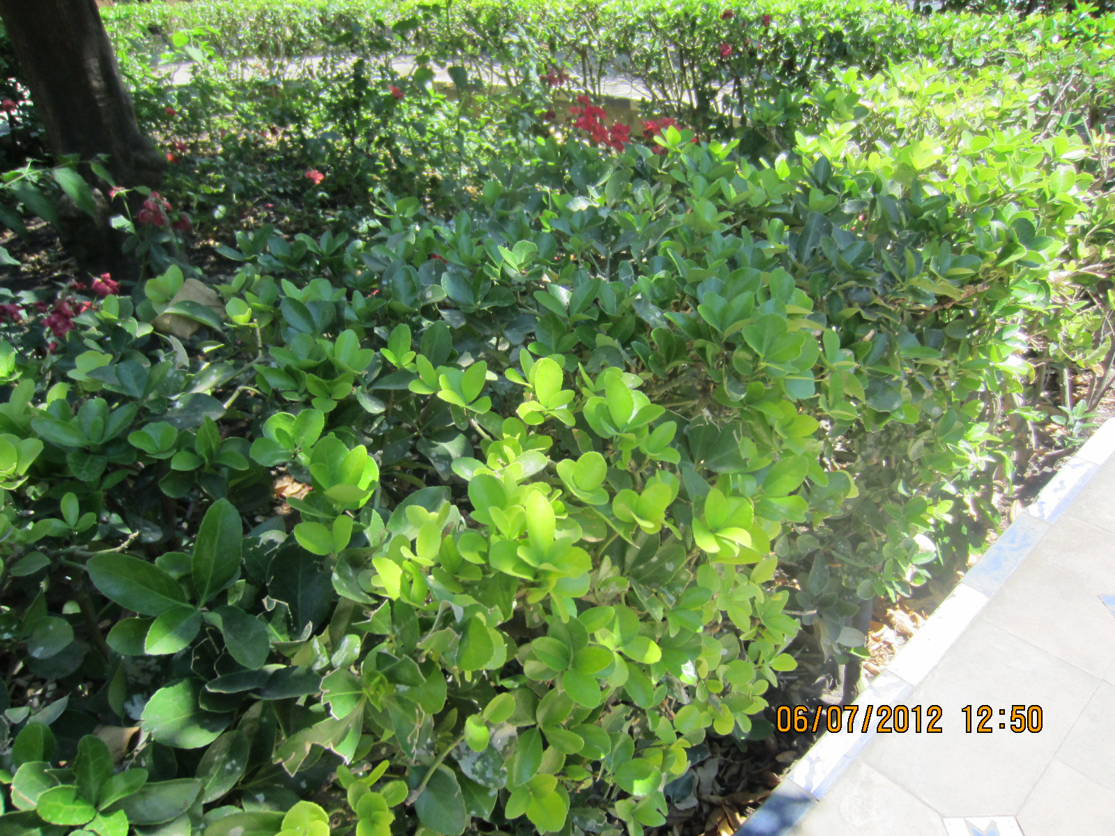 arbustosensevilla-encinarosa: Bonetero / Euonymus / Evónino Europaeus ...