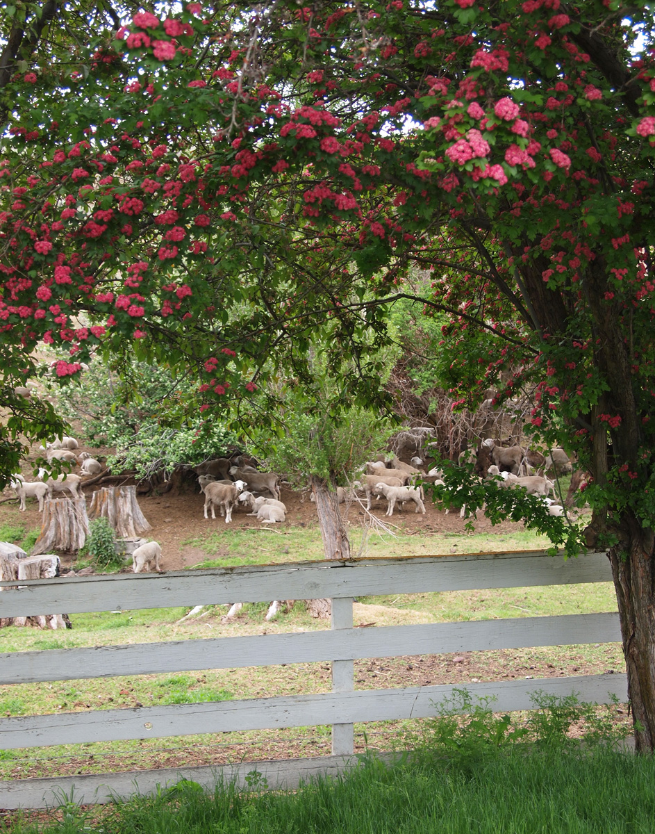 Fancy Tiger Crafts: A Wooltastic Visit to Imperial Stock Ranch--Shaniko ...