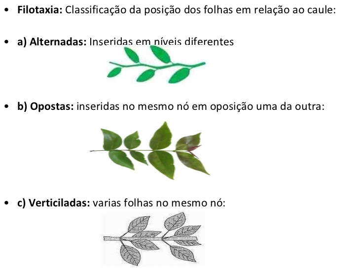 Fitopatologia e fisiologia vegetal: Morfologia Externa da Folha