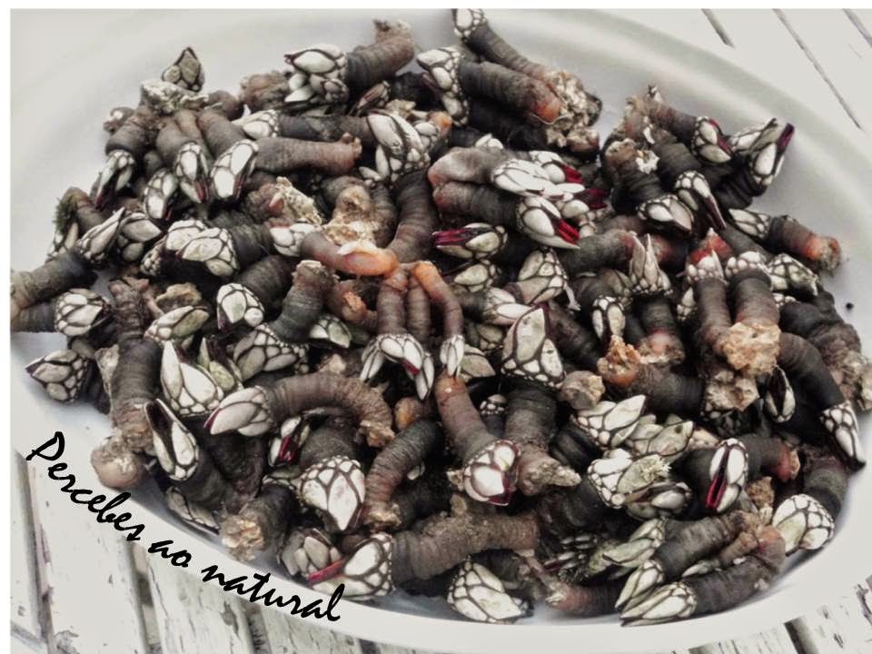 Ponto de Rebuçado Receitas: Percebes ao natural