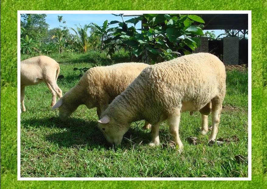 Zabrila Domba: Jenis - Jenis Domba di Indonesia