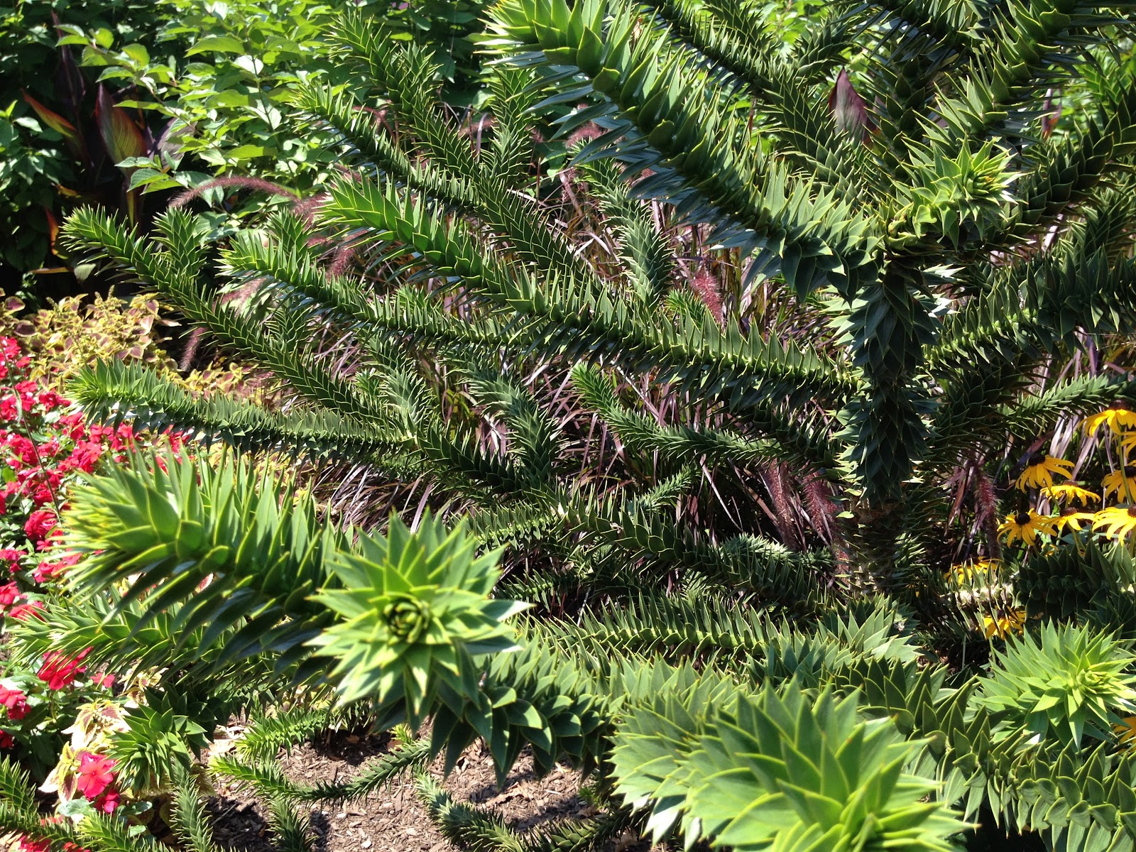 PHILLY TREES: THE SASQUATCH TREE