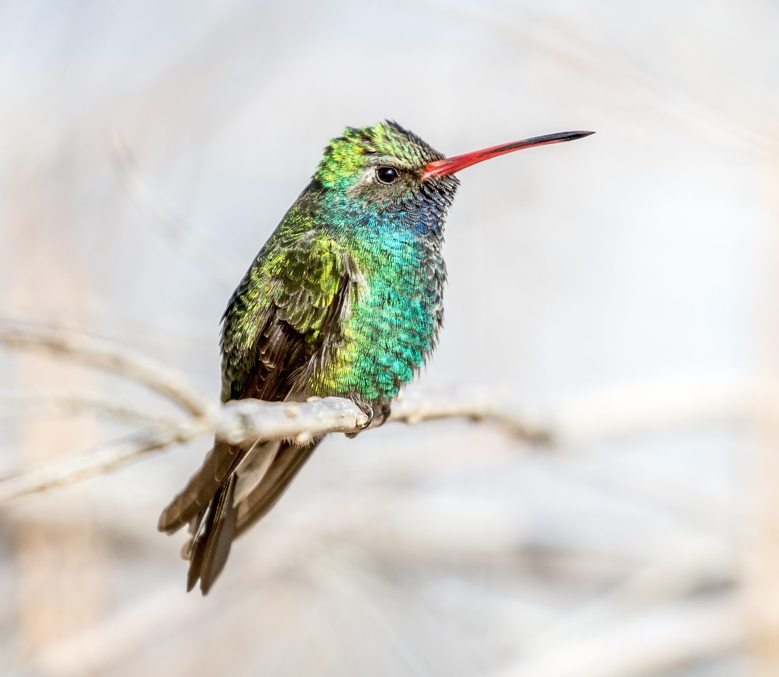 Feather Tailed Stories: Broad-billed Hummingbird