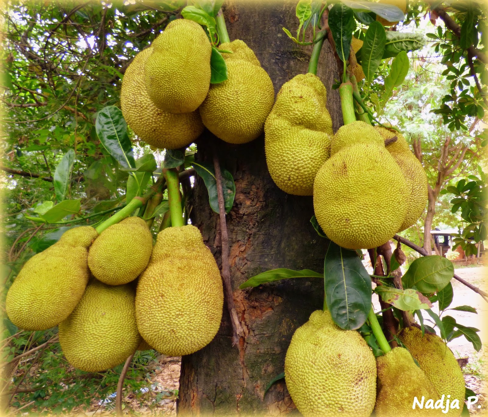 CACARECO'S: Pé de quê? Pé de Jaca! & Niver da Chica