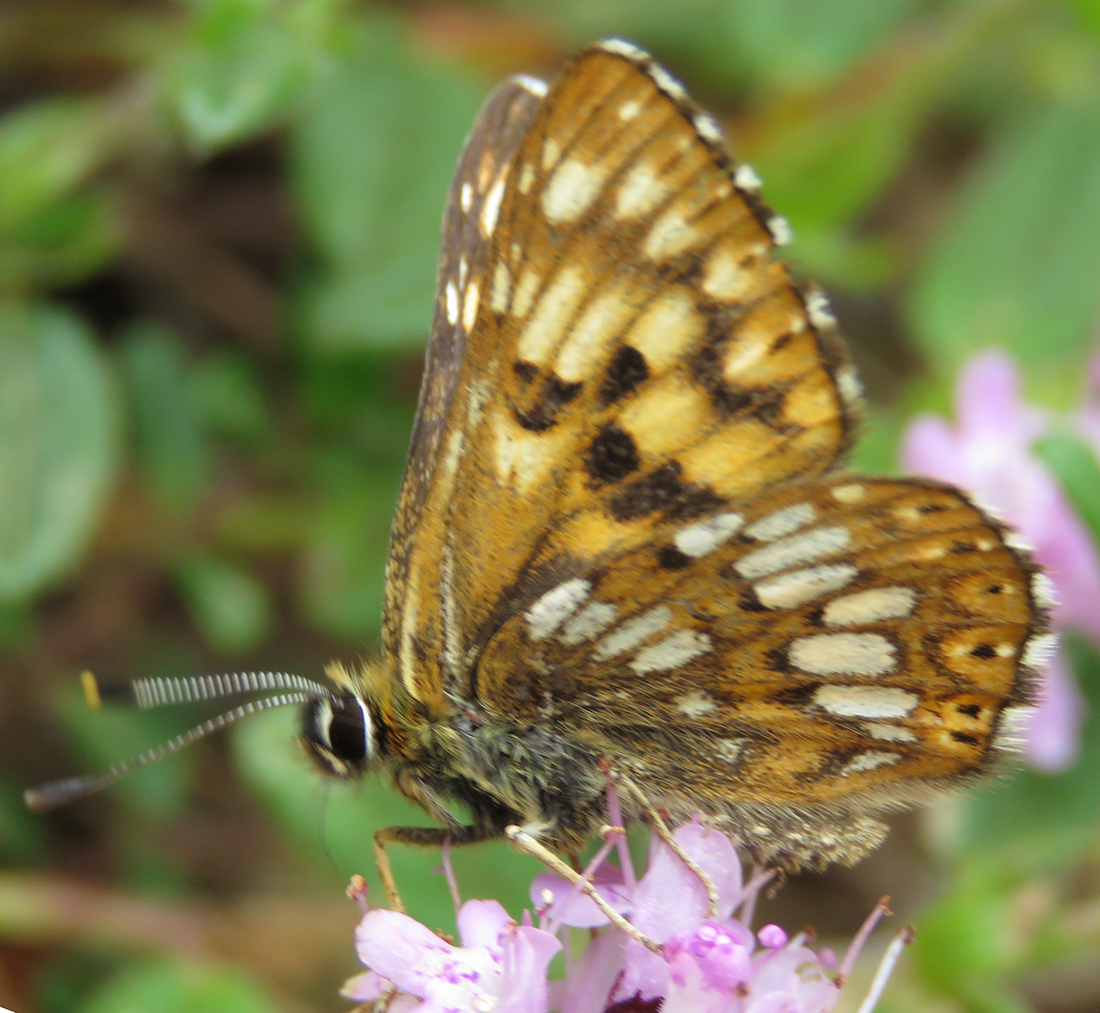 MARIPOSAS (BUTTERFLIES): Hamearis lucina L (Riodinidae)