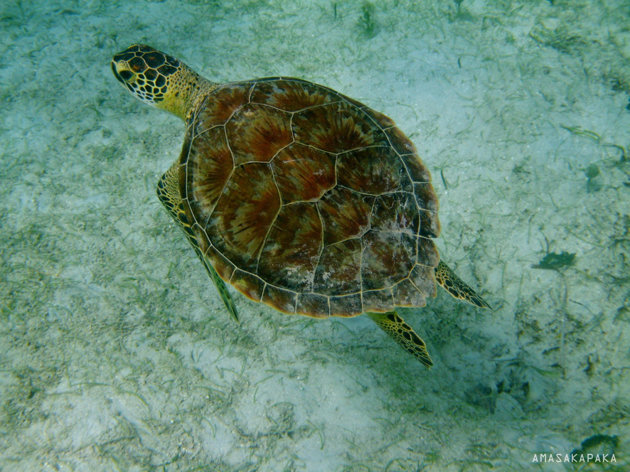 AMASAKAPAKA: ESCAPADA A PUERTO RICO