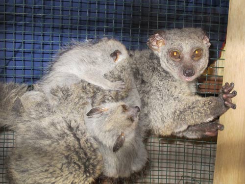 Livingstone Man: Another Bush baby!