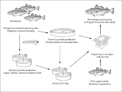 Conservation Biology: How is Newfoundland Doing??: Cod Farming in ...