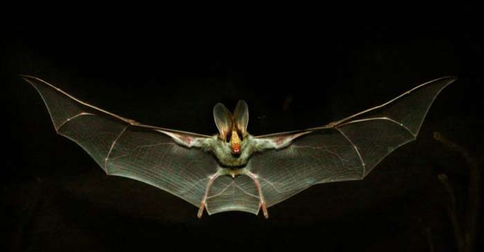 Şamil Türkiye Ansiklopedisi..........: Yarasa'nın Hususiyetleri