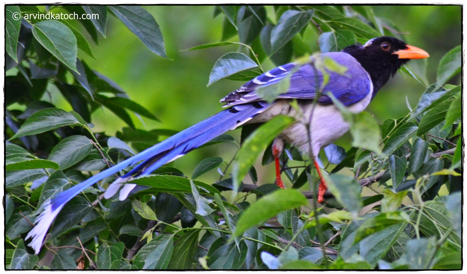 Red-billed Magpie (Urocissa erythrorhyncha) Pictures and Detail