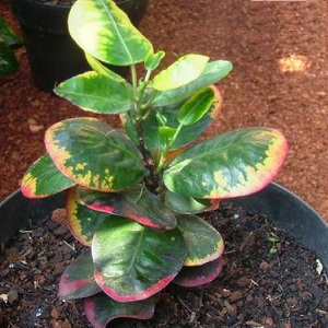 Tanaman Puring (Codiaeum variegatum) - Ganesha Flora Bali