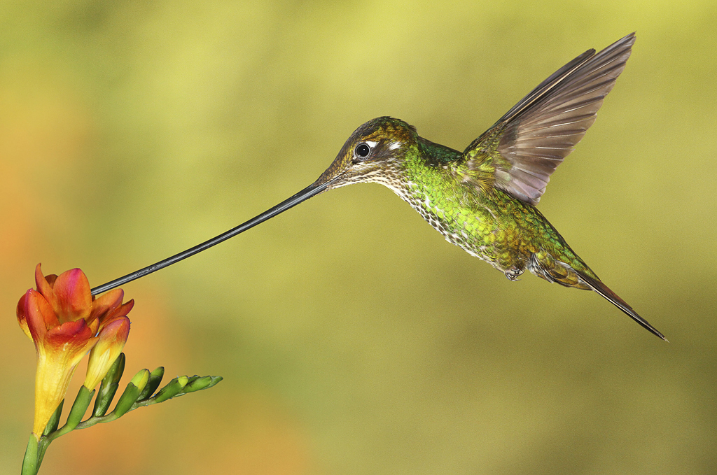 Top Flight Nature Photography: Hummingbirds of Ecuador (part 1)