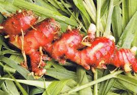 Health And Medical: RED GINGER FOR HEALTH BENEFITS TO COUGH, DIET, BEAUTY