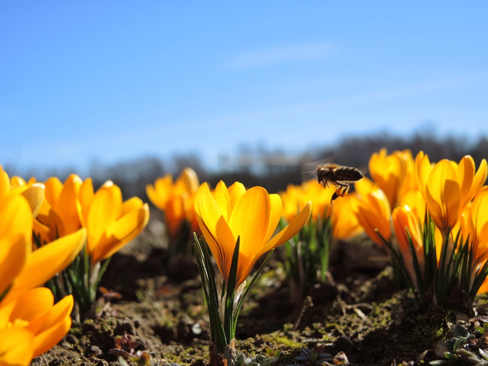 Tulp ja tulp: KEVAD, KEVAD