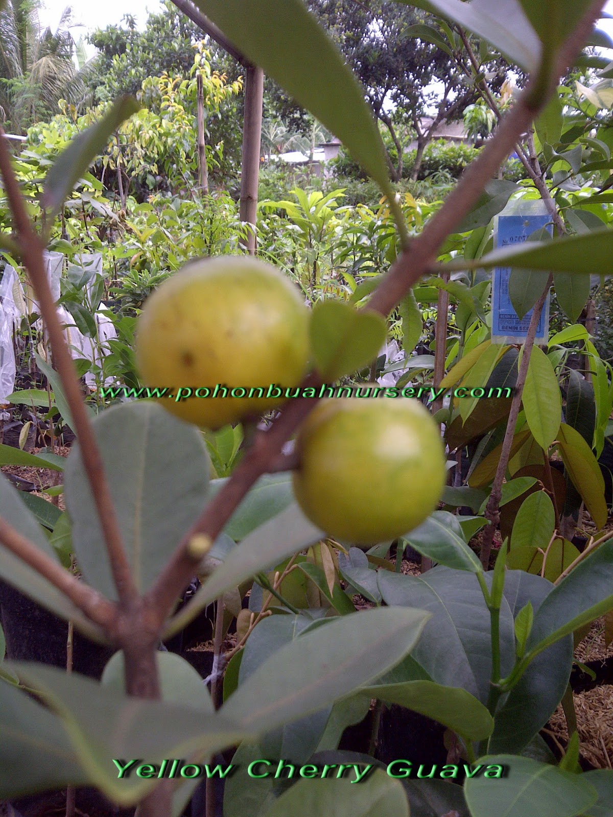 PBN: Yellow Cherry Guava
