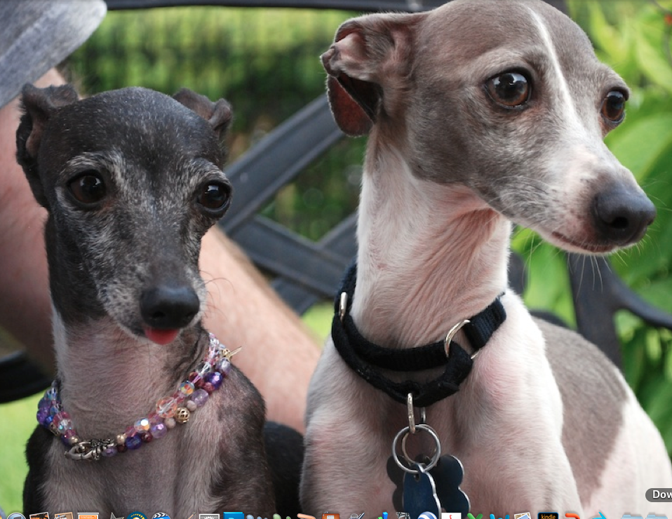 The Everything Iggy (Italian Greyhound) Blog
