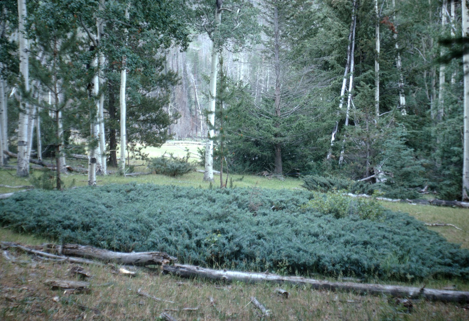 Temperate Climate Permaculture: Permaculture Plants: Juniper