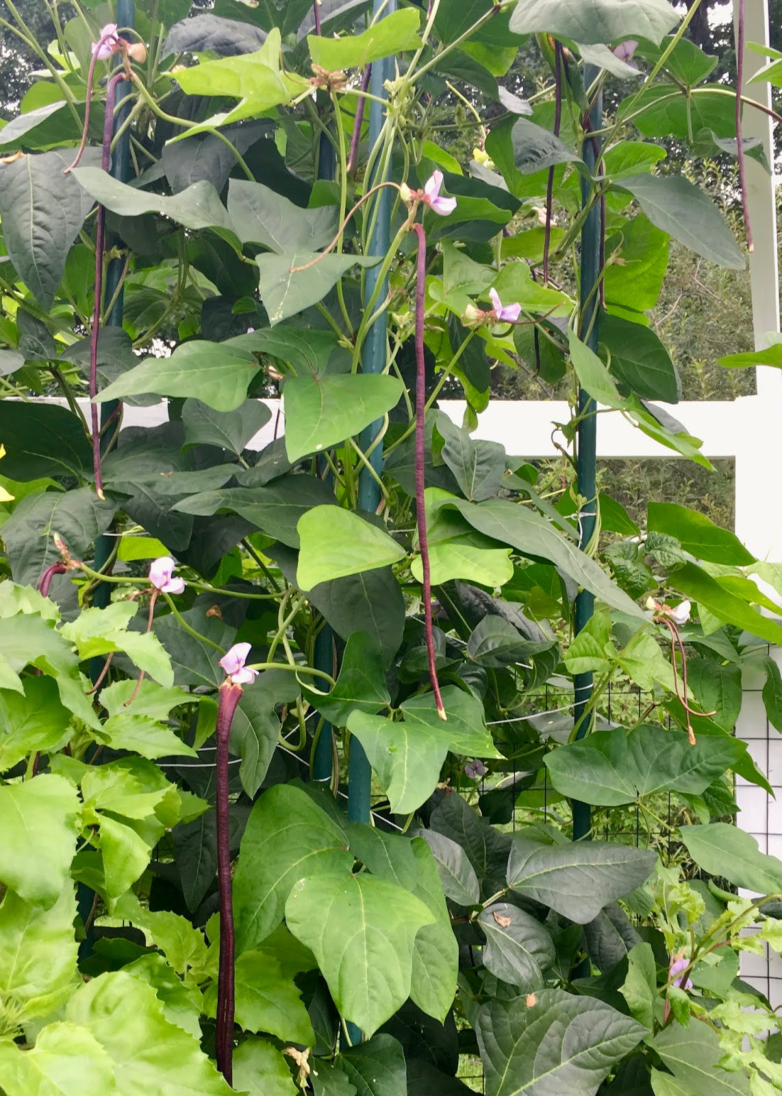 Red House Garden: A Hill of Very Long Beans
