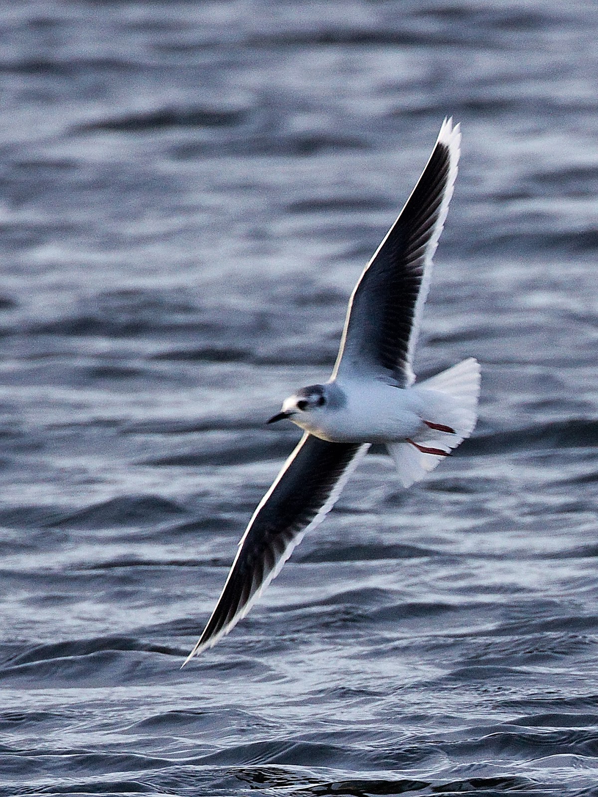Martin's Sussex Birding Blog: Little Gull