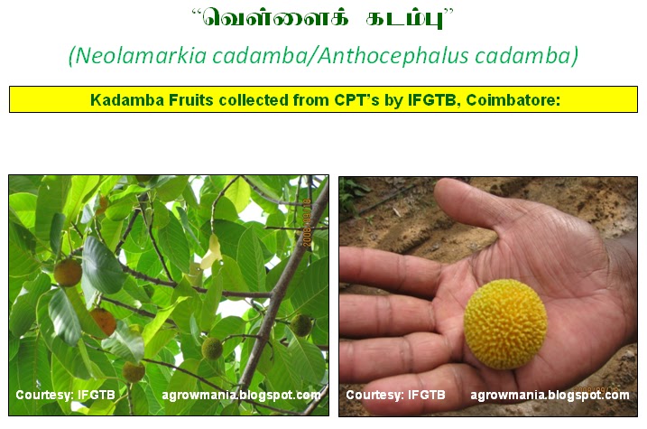 Agroforestry - A blog on Agrihortisilviculture: Anthocephalus cadamba ...